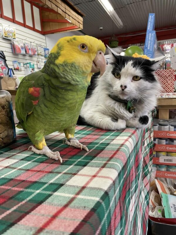 Investigation Underway for Missing Birds | Local OC News