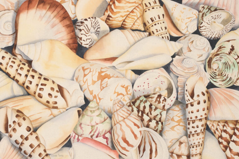 She Sells Seashells | Local OC News